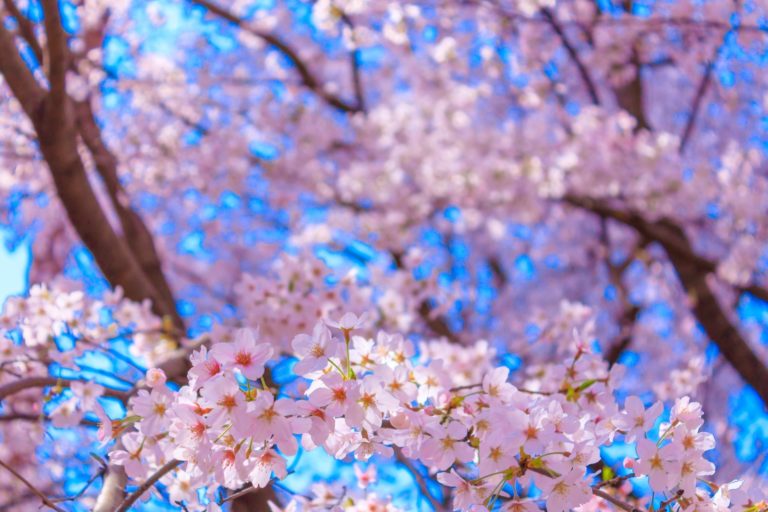 大宮ってどんな街？何がある？暮らしのトップランカーはこいつだ！ | atinn｜インフォメーション